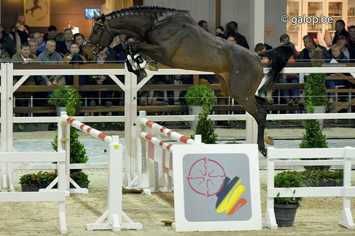 Eurohorse - off spring Emerald approved stallion!