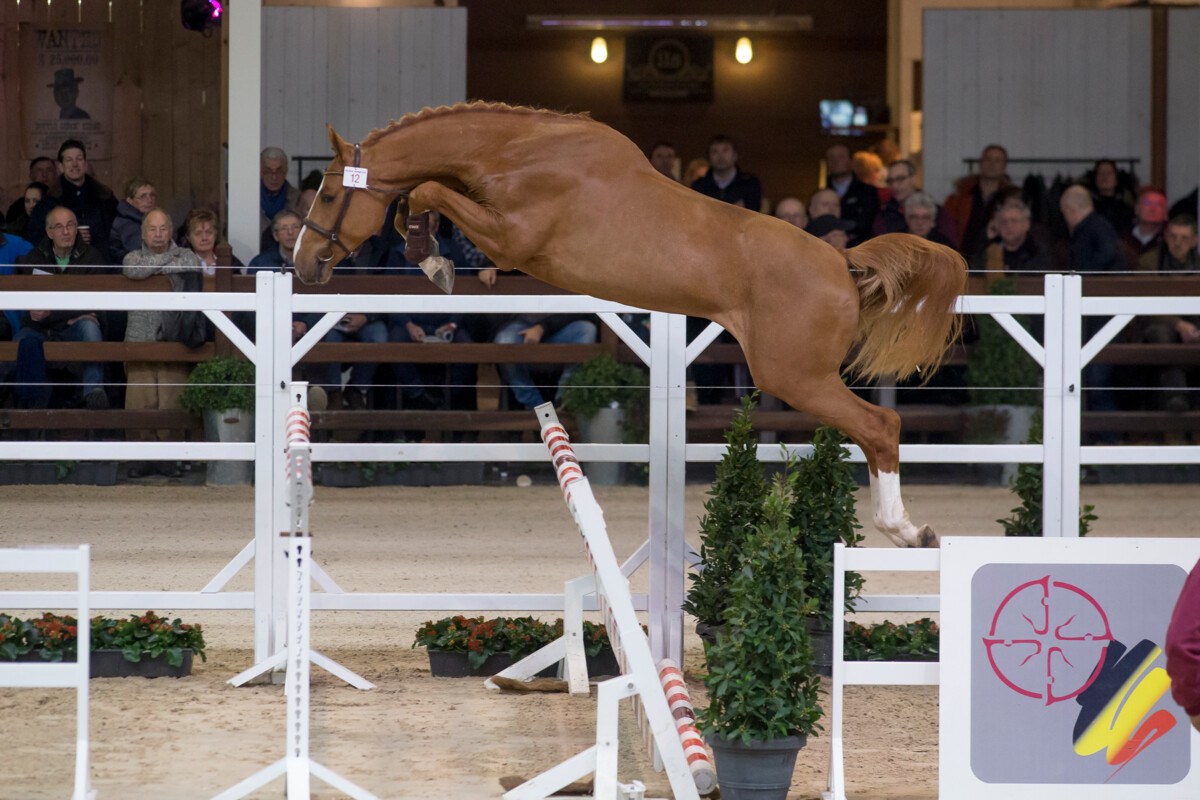 Eurohorse - Nixon van't Meulenhof