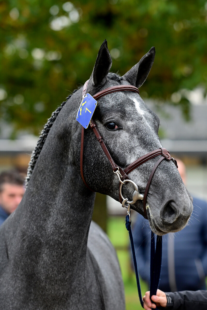 Eurohorse - Top Secret van't Meulenhof